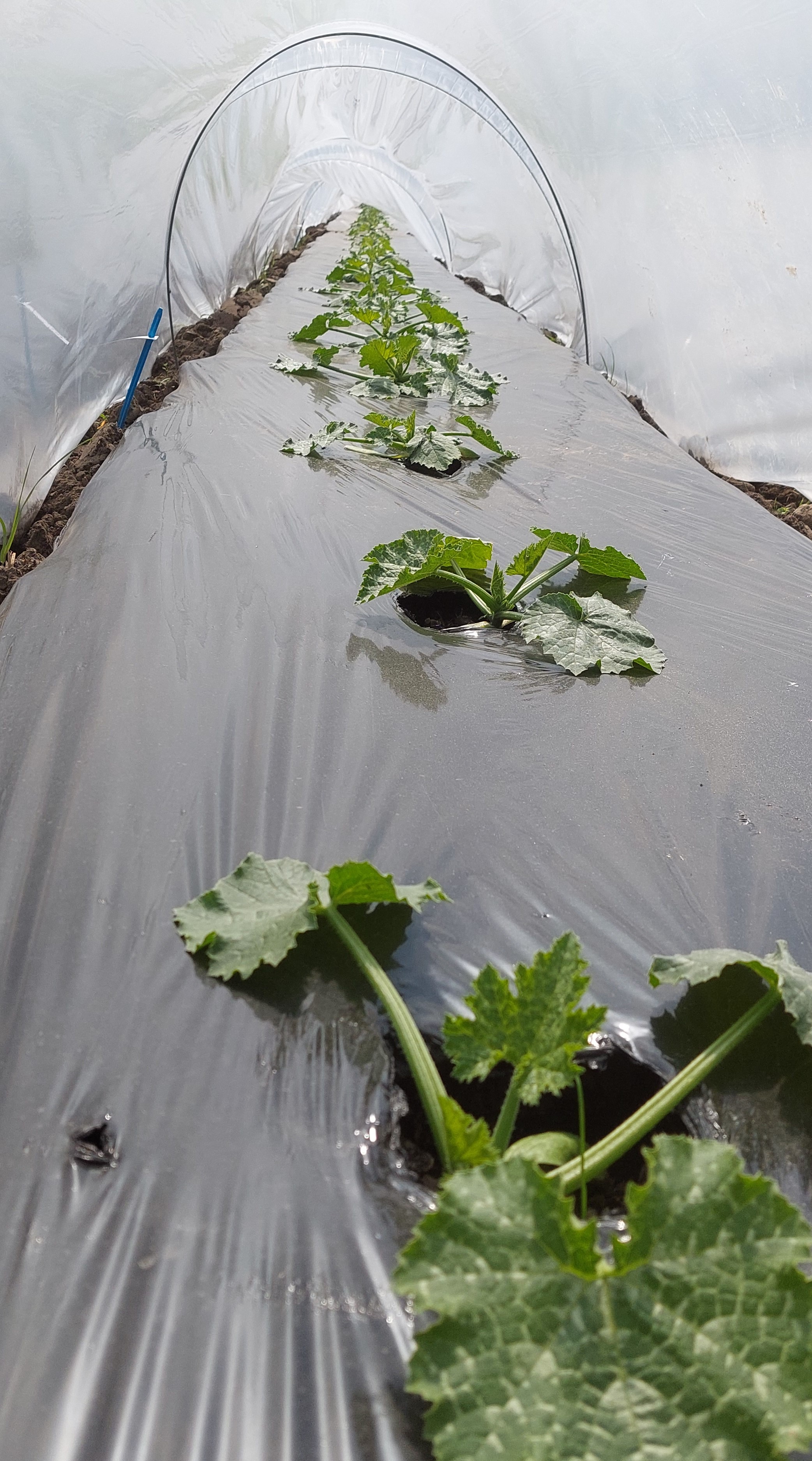 Bemesting in courgette: meeropbrengst en lager nitraatresidu door ...