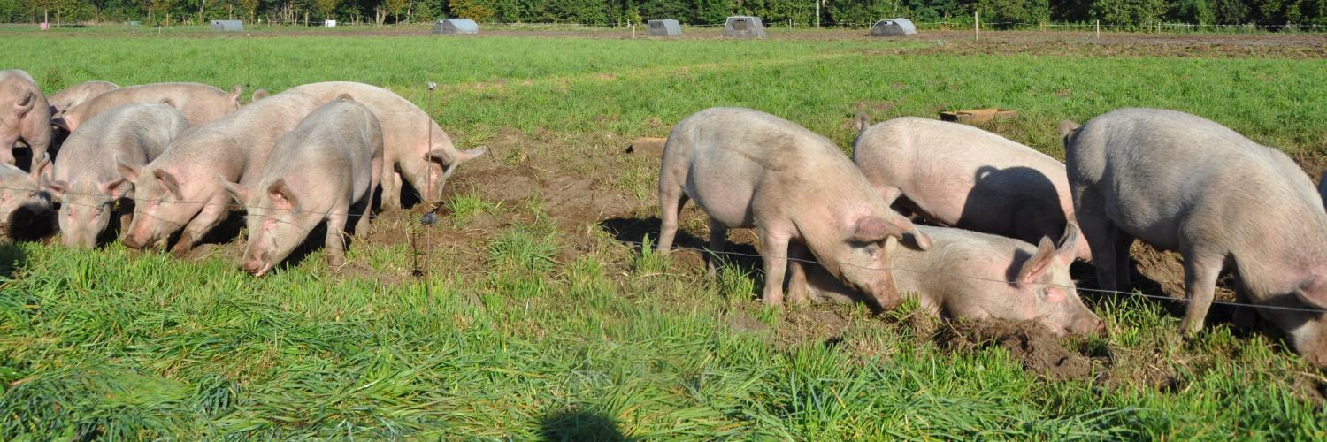 Ooit al gedacht aan deze alternatieve voederplanten voor varkens? | ccbt