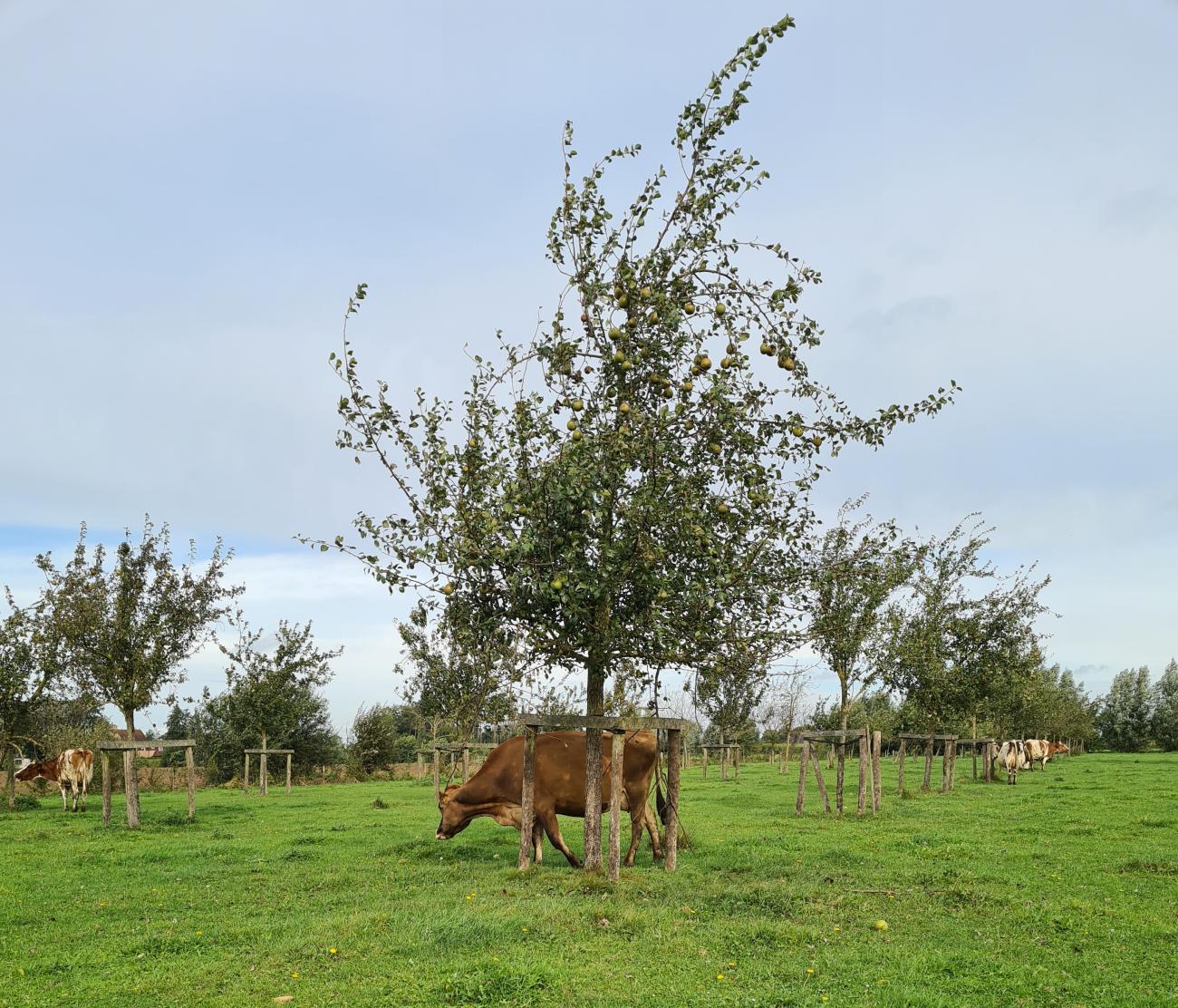 Gratis online lesplatform over agroforestry gelanceerd | ccbt