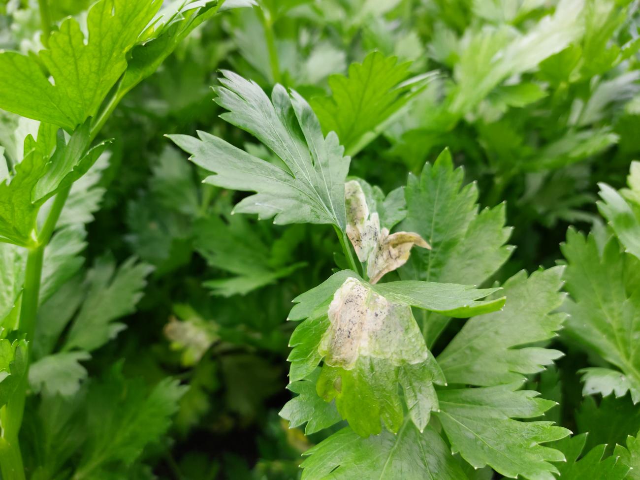 Vervelende plagen in groene selder | ccbt