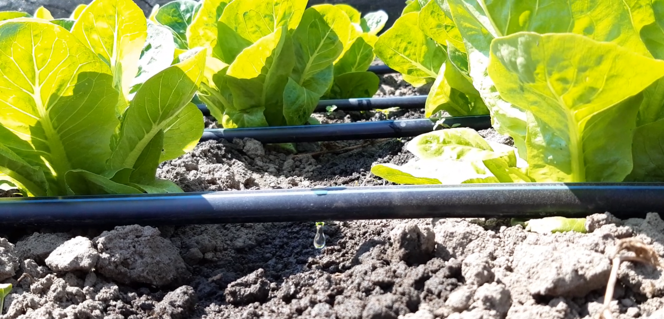 Irrigatie in bio | ccbt