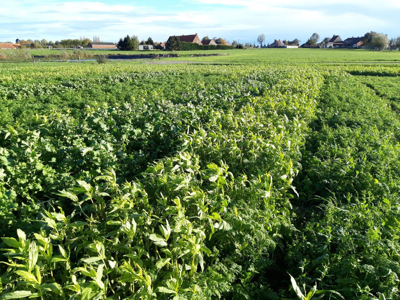 Inkijk in brede diversiteit aan vlinderbloemige groenbemesters en ...