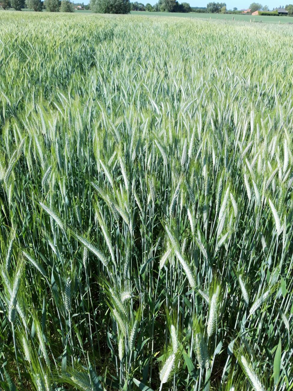 Rassenproeven biologische wintertarwe en triticale 2020 vroegtijdig ...