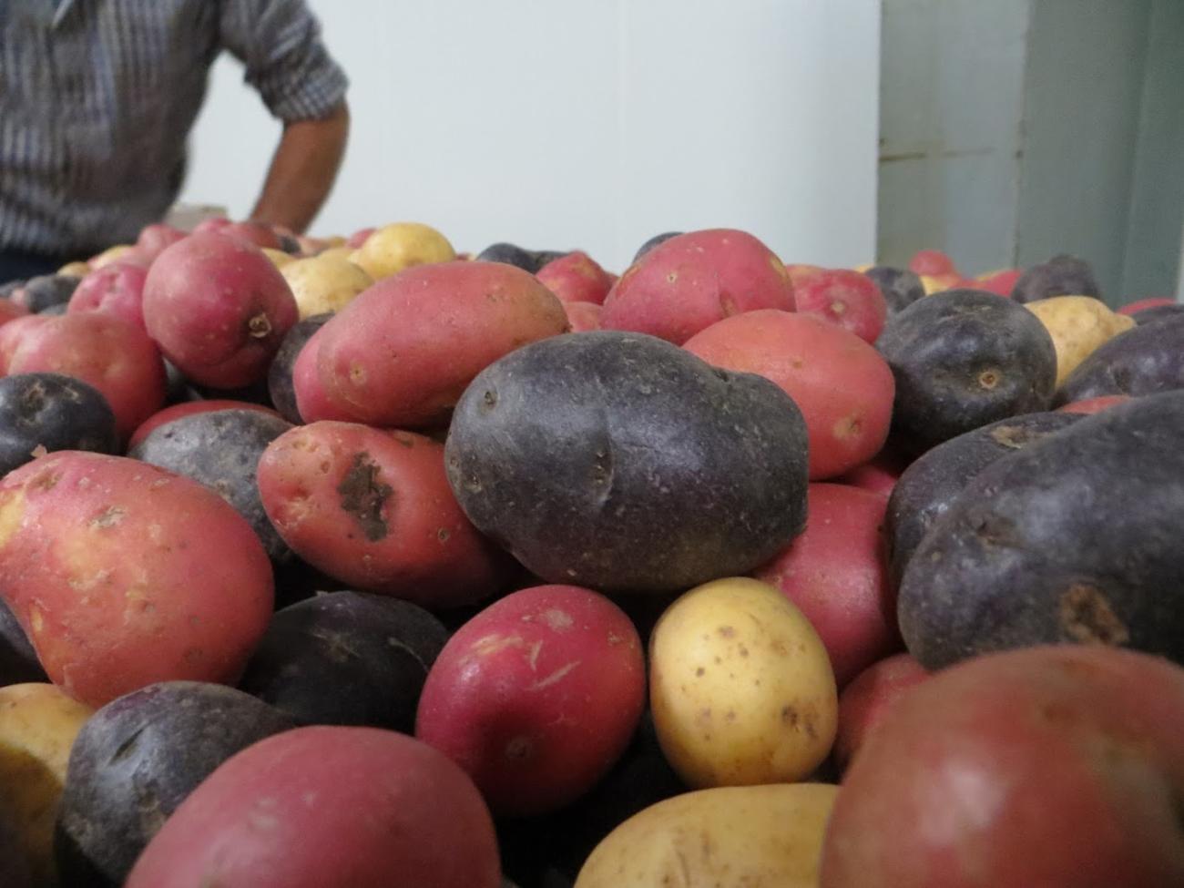 Nieuwe lijst robuuste aardappelen | ccbt