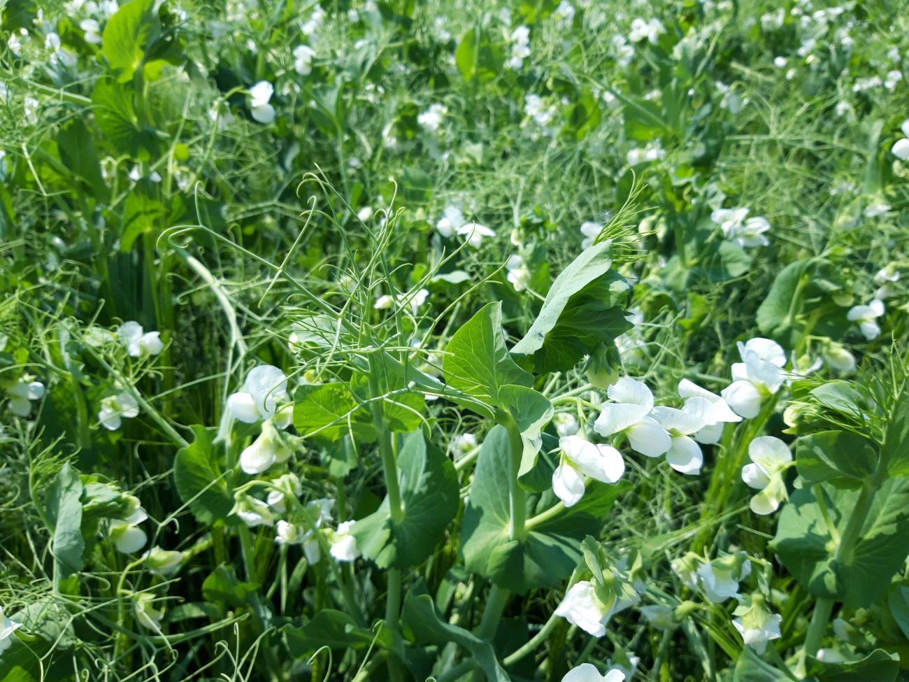 Rassenproef gele zomererwt in mengteelt met gerst 2021 | ccbt