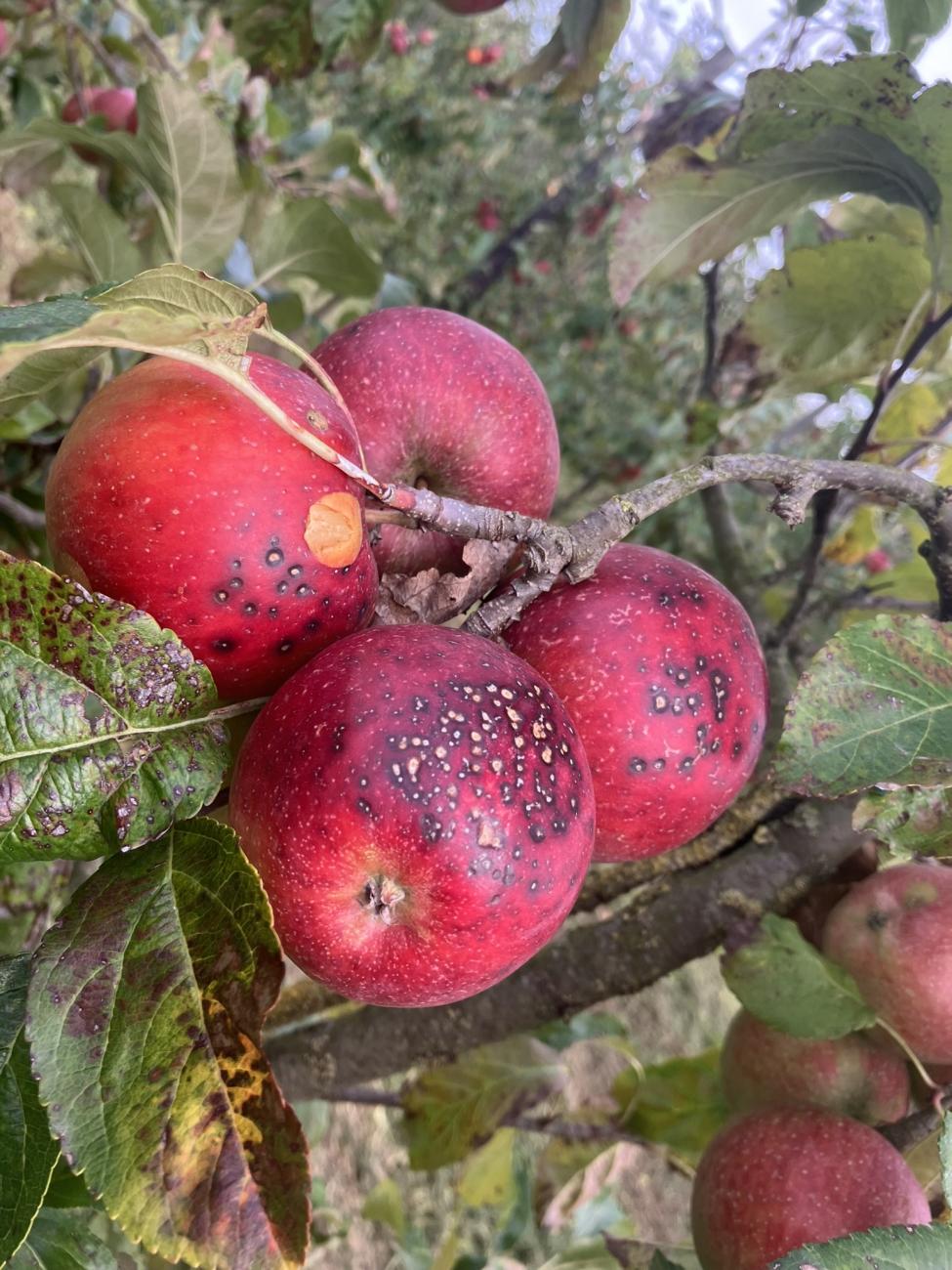Elsinoë pyri: raadsel opgelost, maar wat zegt de vensterproef? | ccbt