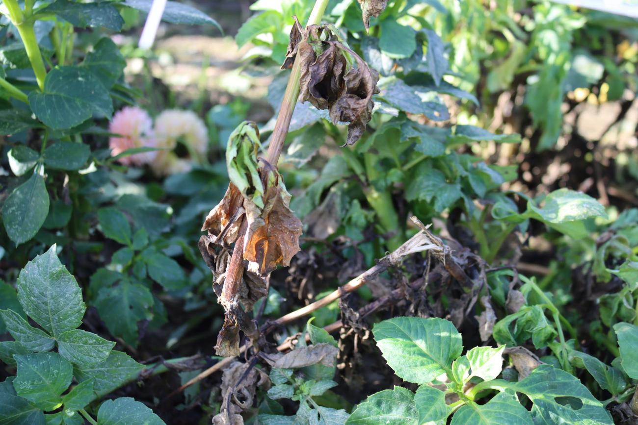 De strijd tegen bodemschimmels in de biobloementeelt | ccbt