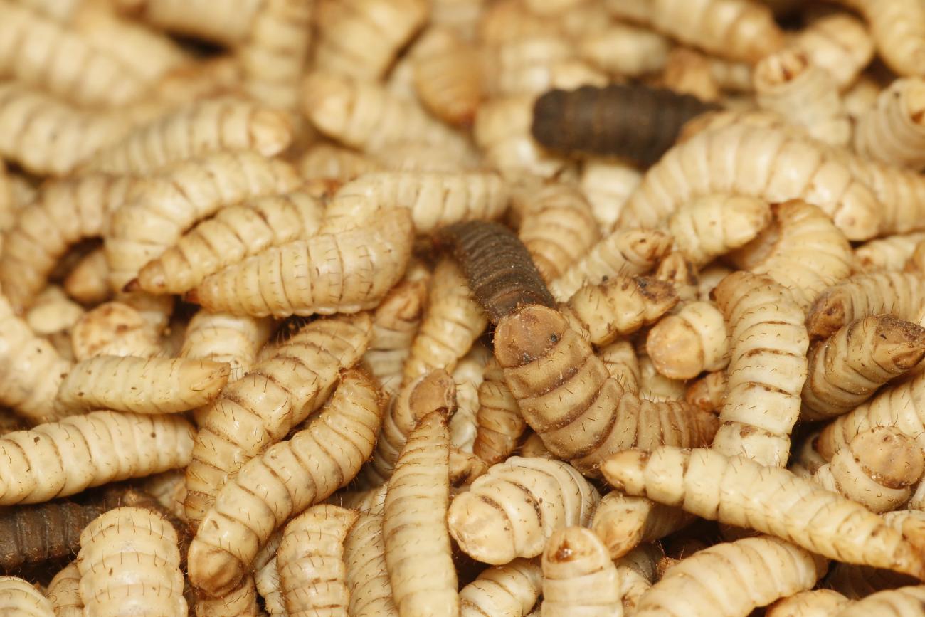 Insecten als verrijking voor biologische vleeskippen | ccbt