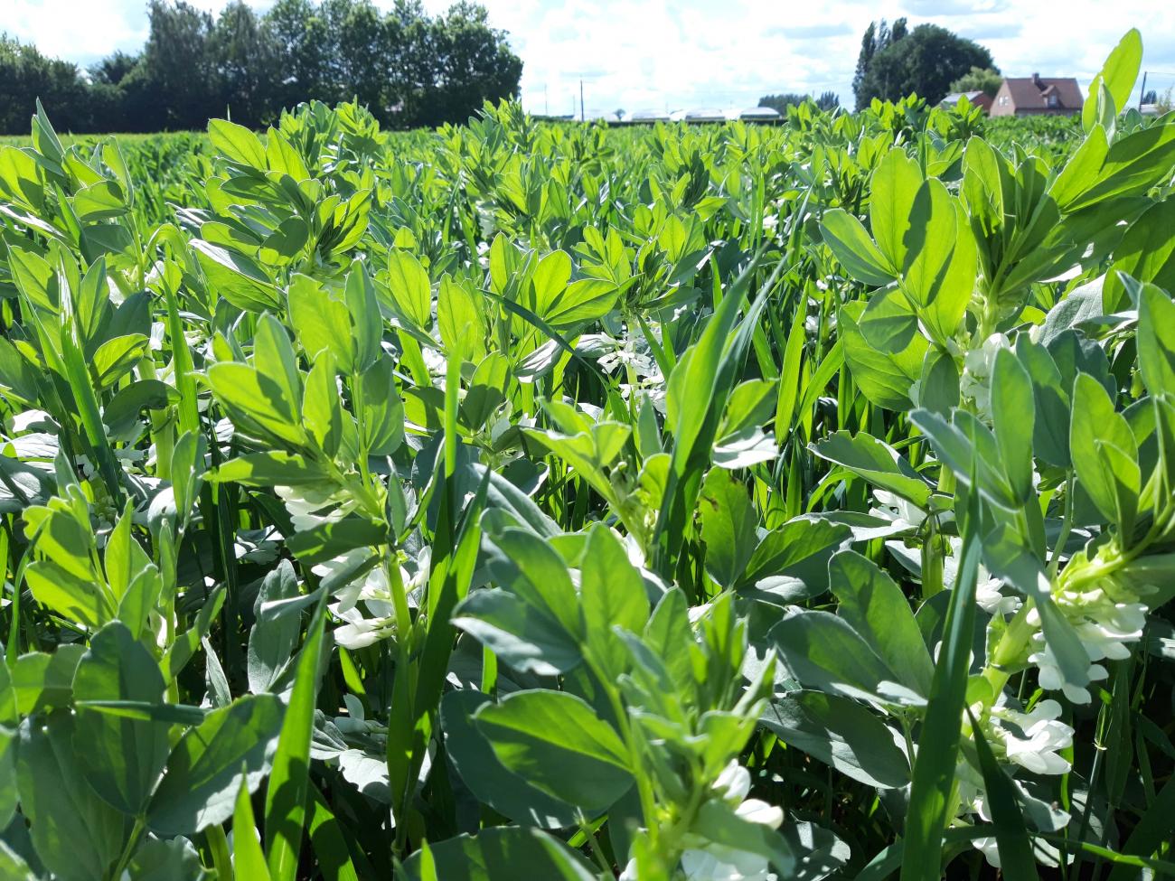Zomerveldboon in mengteelt met graan: ruime keuze tussen rassen | ccbt