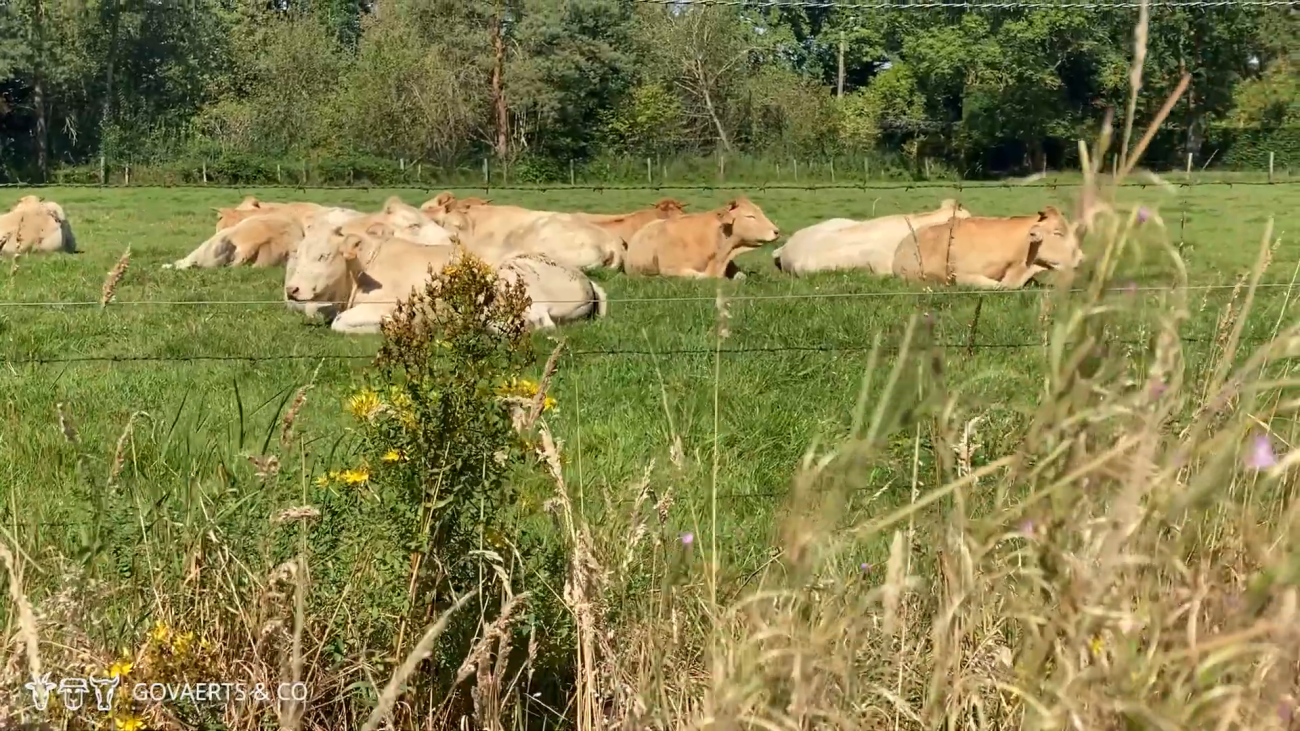 Methaan reduceren door de juiste bomen, struiken en kruiden | ccbt