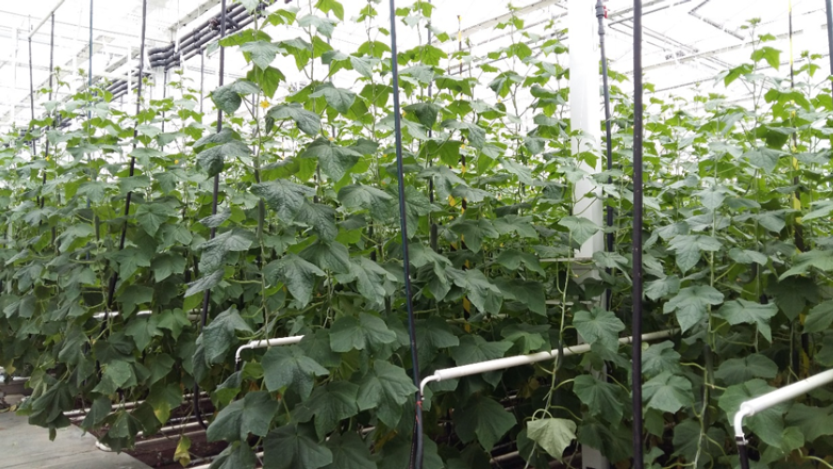 Bio Blad Bemesting: Redder in nood of veel geld voor weinig effect? | ccbt