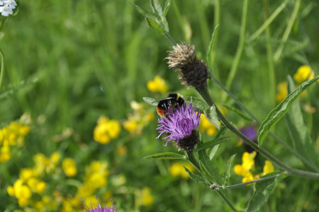 Voed natuurlijke vijanden en bijen: zaai bloemen rond je akkers! | ccbt