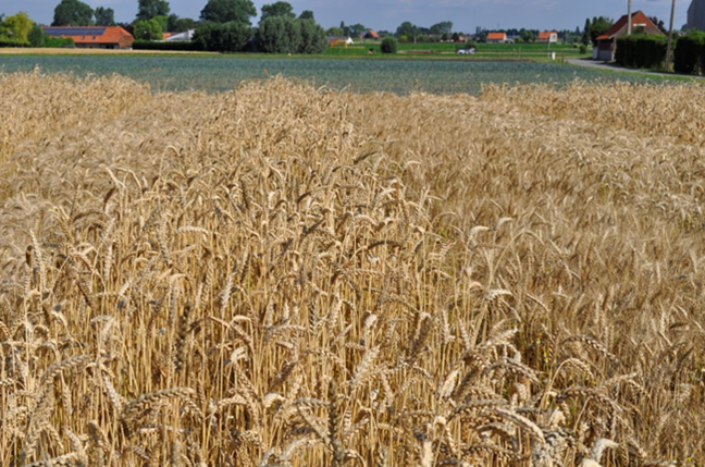 Benieuwd wat ‘populaties’ voor biologisch graan kunnen betekenen? | ccbt