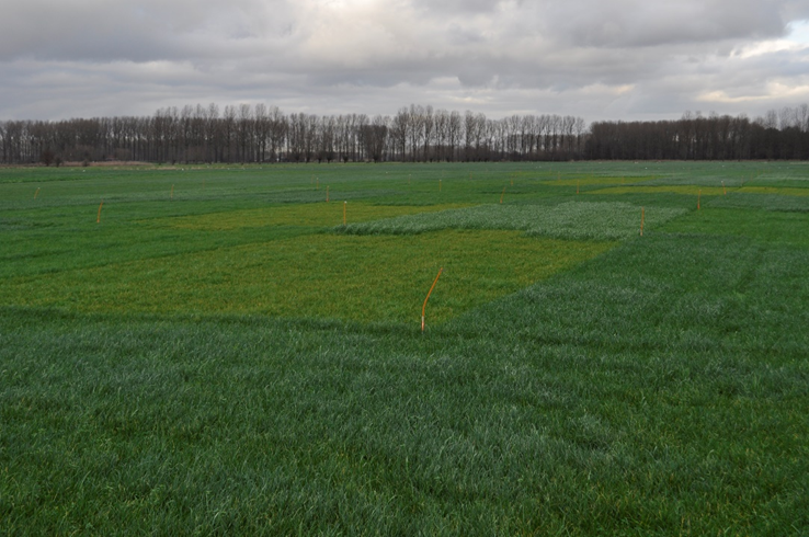 Engels raaigras levert hoogste DVE-opbrengst | ccbt