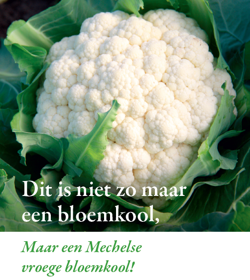 De Mechelse Vroege Bloemkool – Netwerk Zelf Zaden Telen | ccbt