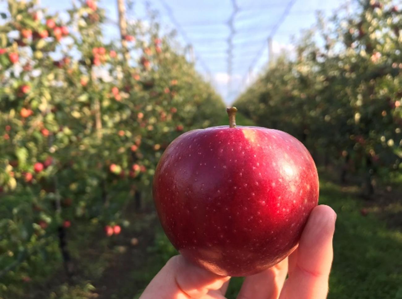Natyra®, een lekkere schurftresistente appel met een handleiding | ccbt