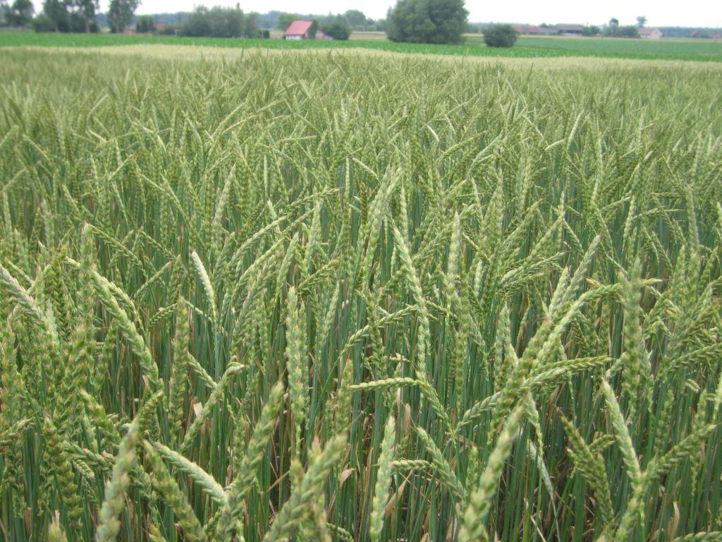 Europees project HealthyMinorCereals biedt kansen voor traditionele ...