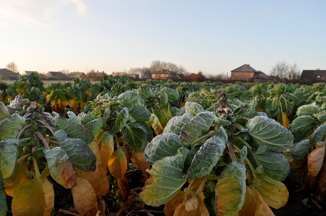 Rassenproef spruitkool biologische teelt 2012: opvallend gezond | ccbt