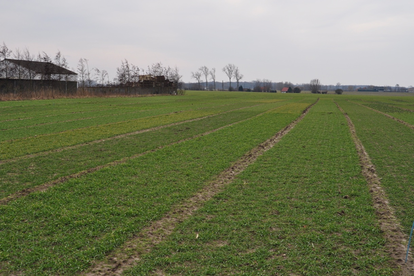 Rassenproef biologische triticale: aantasting bladziekten bepaalt opbrengst | ccbt