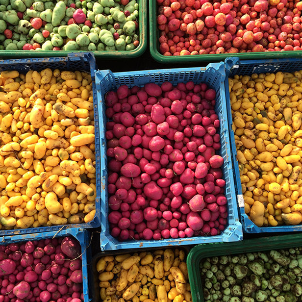 Het goud van de Andes: maak kennis met talrijke wortel- en knolgewassen ...