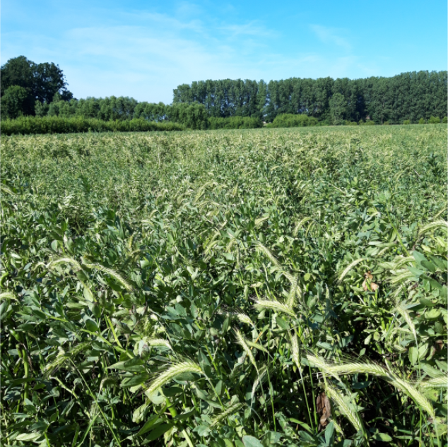Getoaste veldbonen hebben een positief effect op het voersaldo bij ...